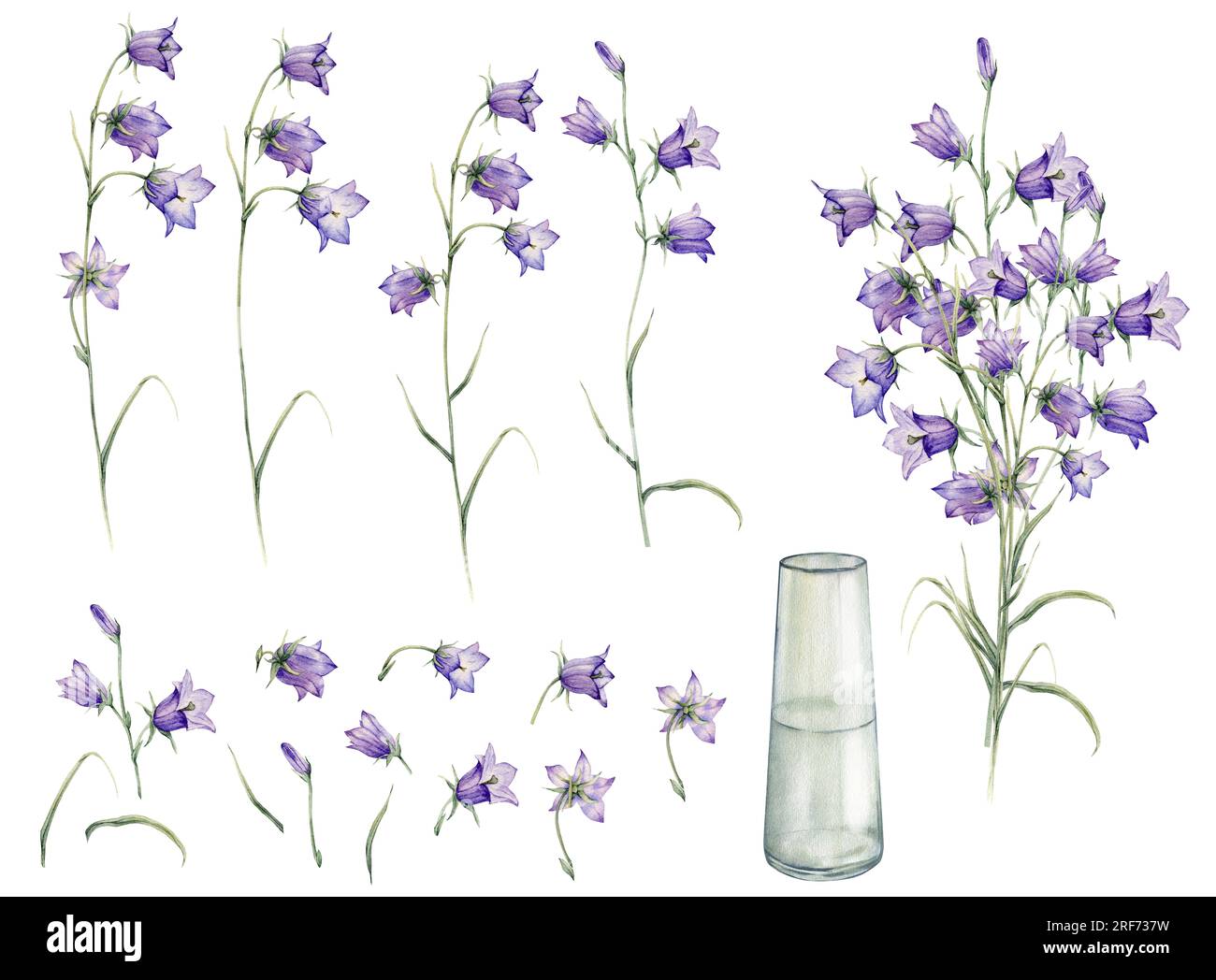 Set of blue bellflower, flowers bouquet, glass vasa. Little bell ...