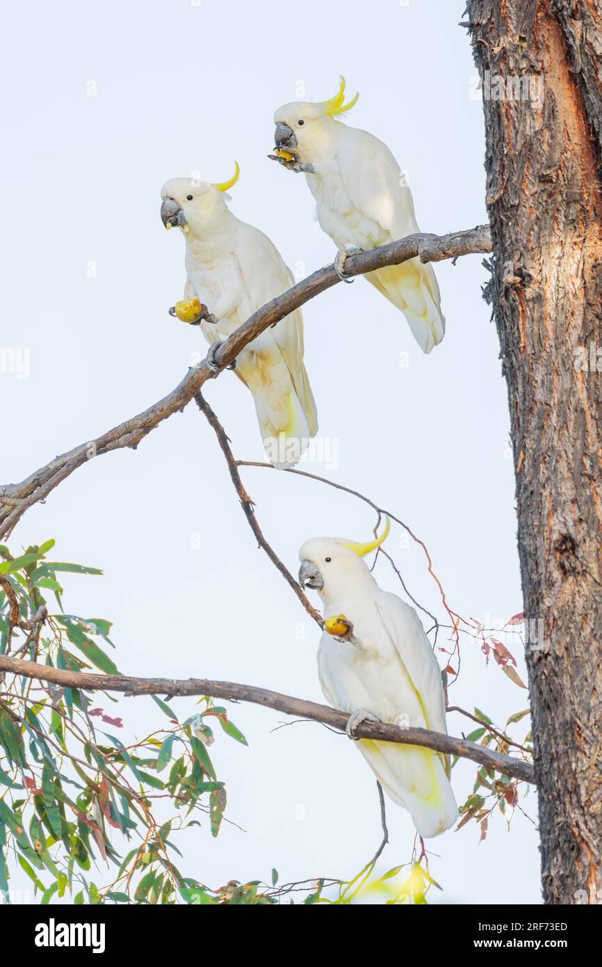 Sulphur crested cockatoos hi-res stock photography and images - Alamy