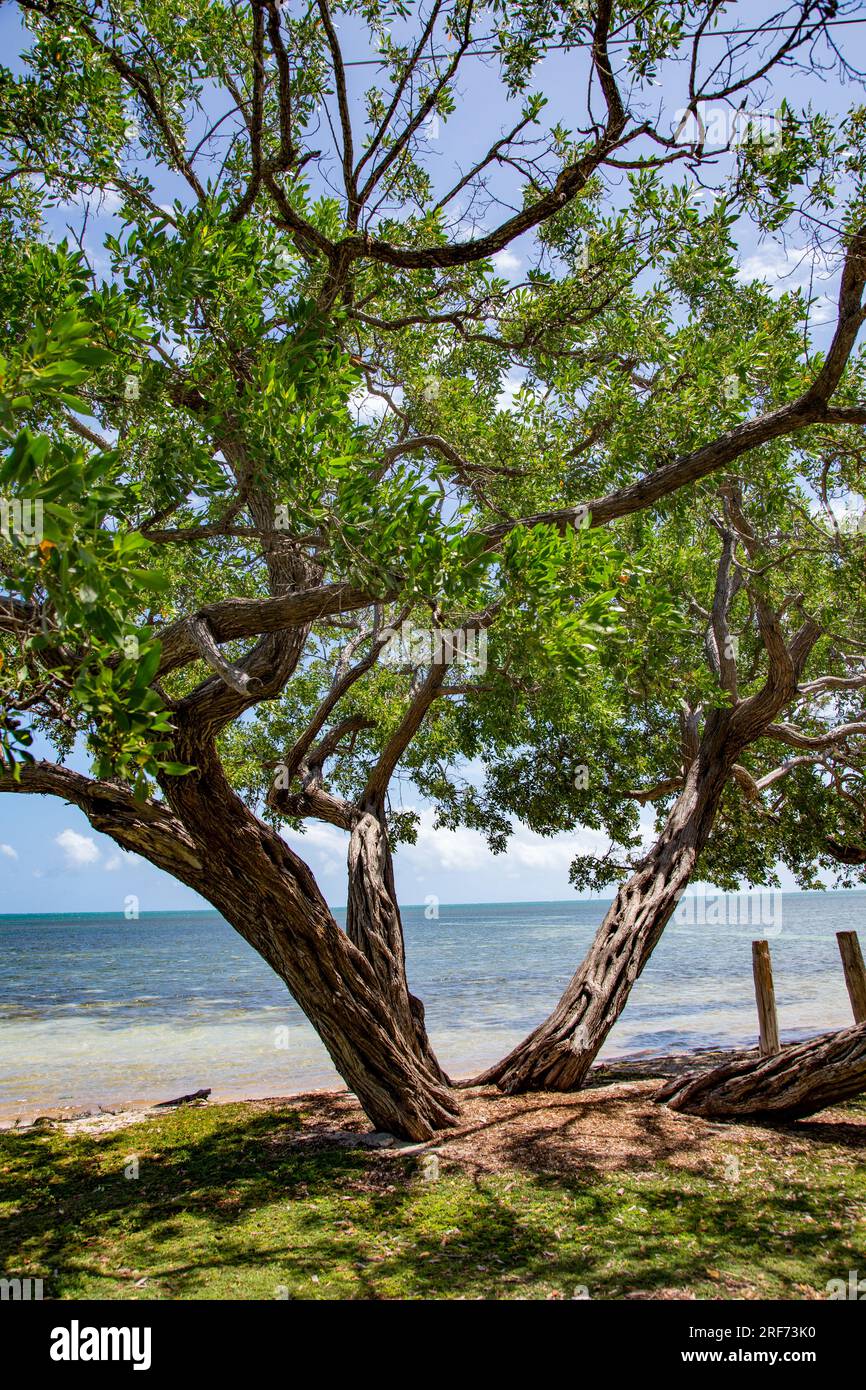 beautiful empty beach in the Keys near Key West, Florida Stock Photo ...