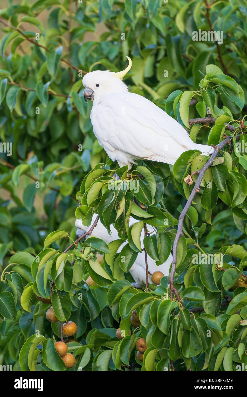 Campbells creek australia hi-res stock photography and images - Alamy