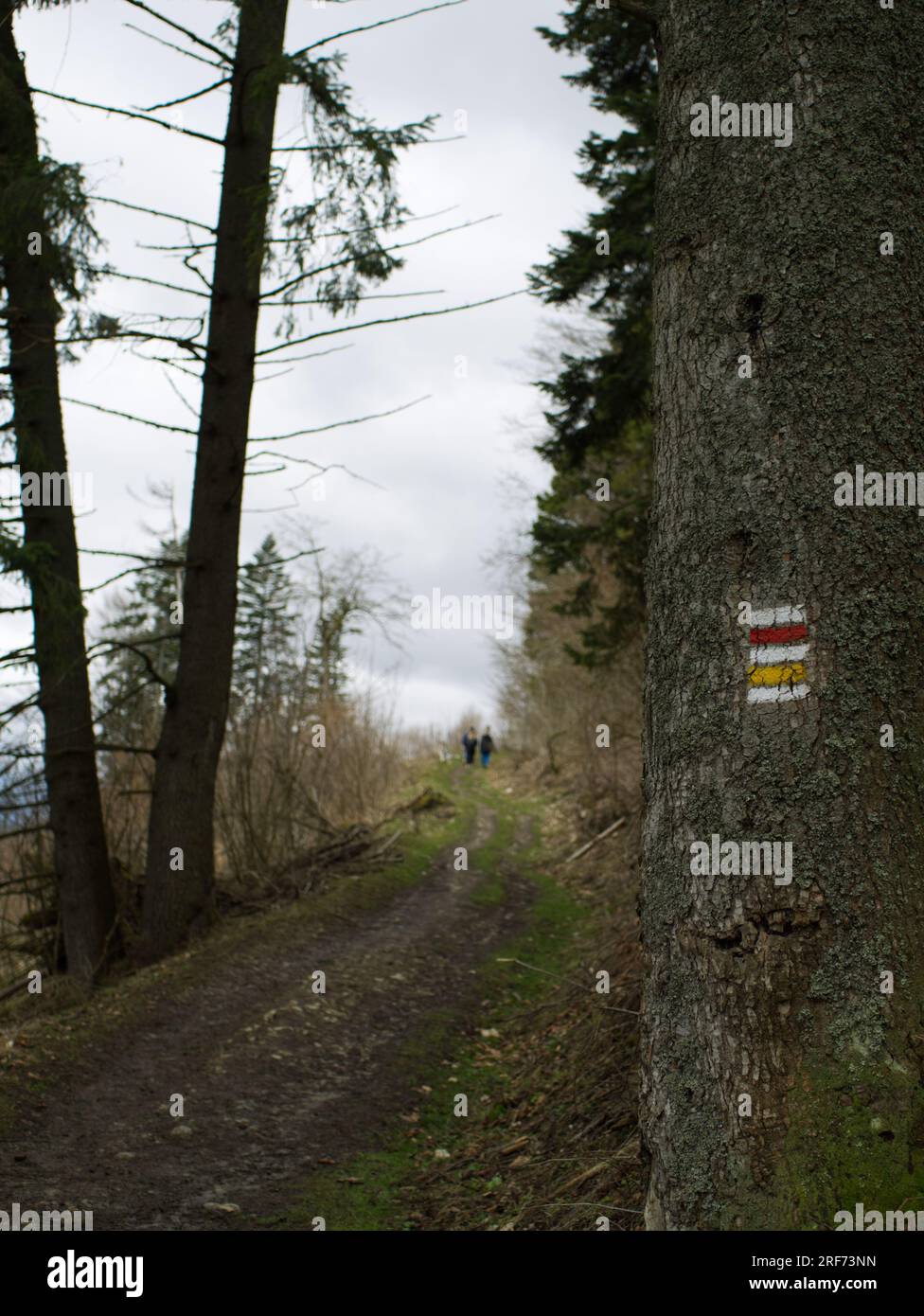 Trail in forrest hi-res stock photography and images - Alamy