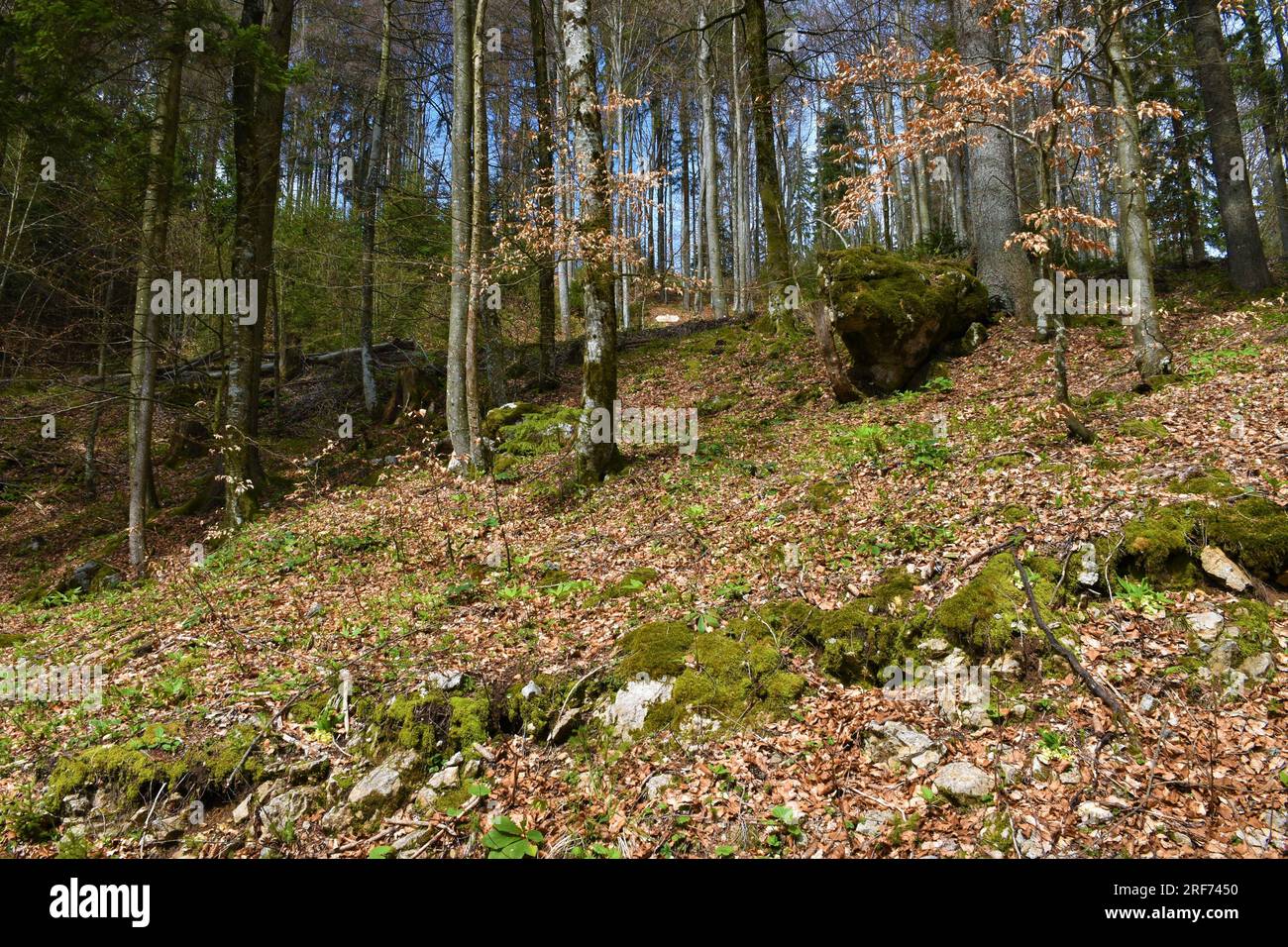 Temperate, deciduous, broadleaf beech (Fagus sylvatica) forest with ...
