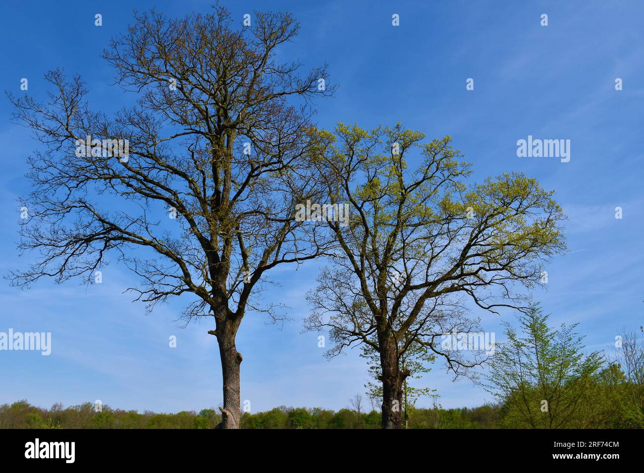 Pair of pedunculate oak (Quercus robur) trees in spring Stock Photo - Alamy