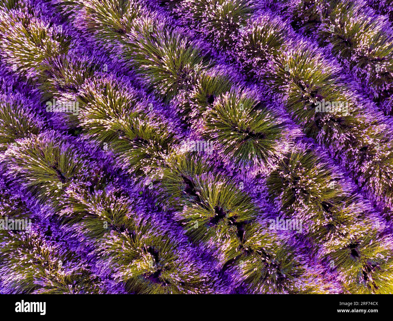 The levander is a palnt with purple flower. the crop of lewander ...