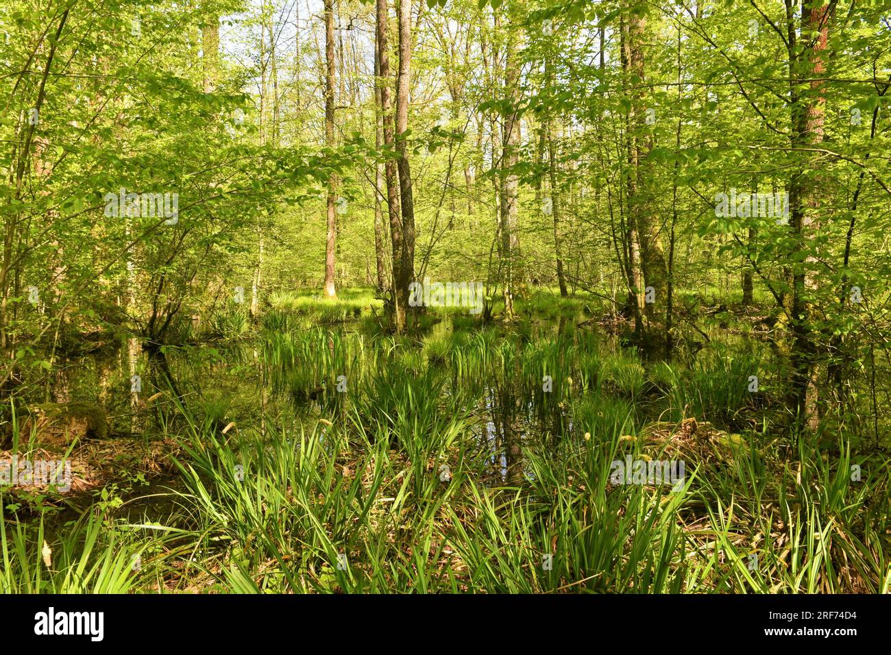 Swamp wetlands at Krakov forest in Dolenjska, Slovenia with aquatic ...