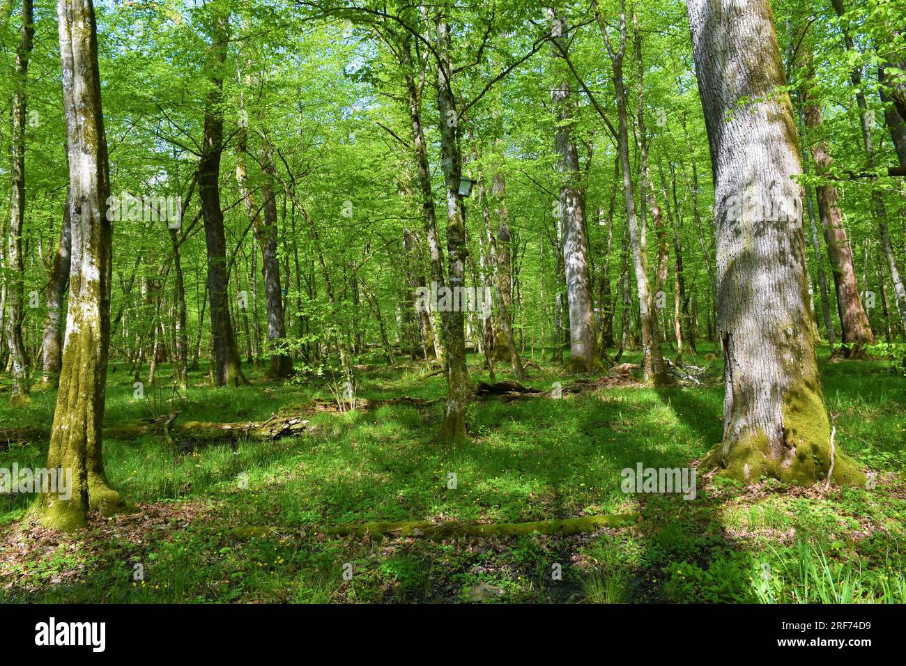 Old growth broadleaf, deciduous, temperate wetland Krakov forest with ...