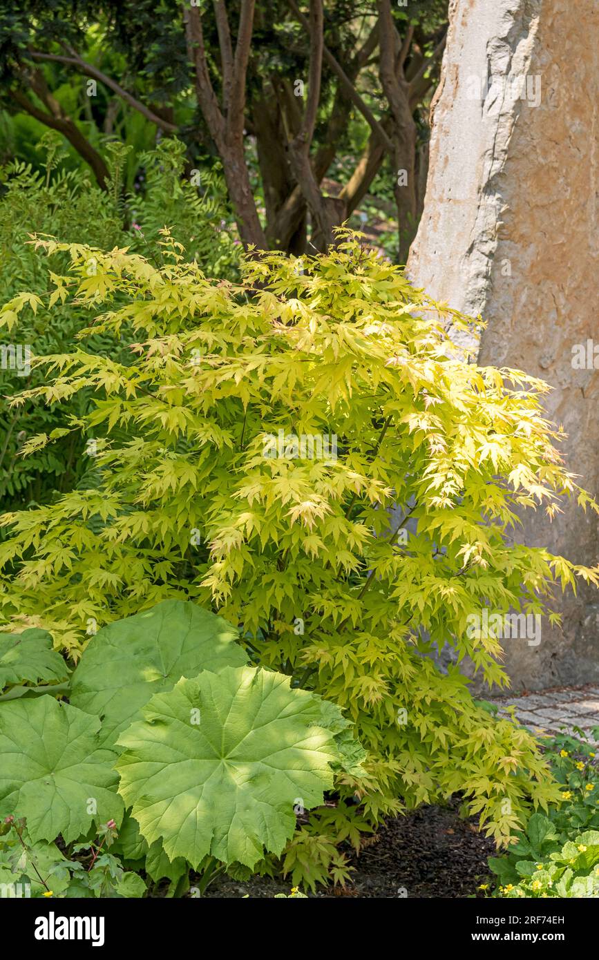 Facher Ahorn Orange Dream