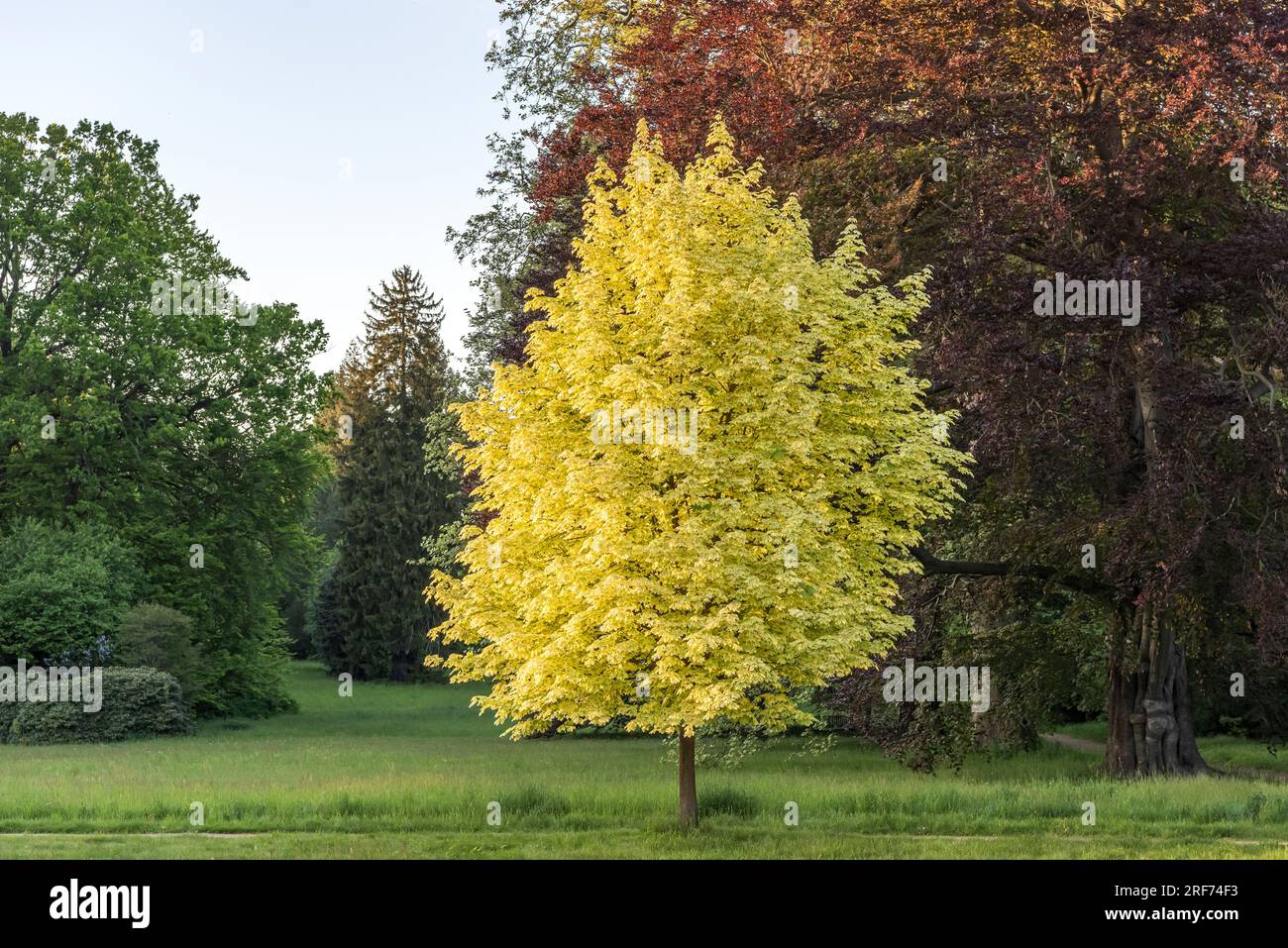 Weissbunter spitz ahorn hi-res stock photography and images - Alamy