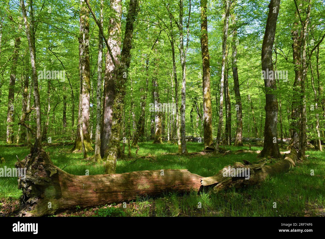 Old growth pedunculate oak broadleaf, deciduous, temperate wetlands ...
