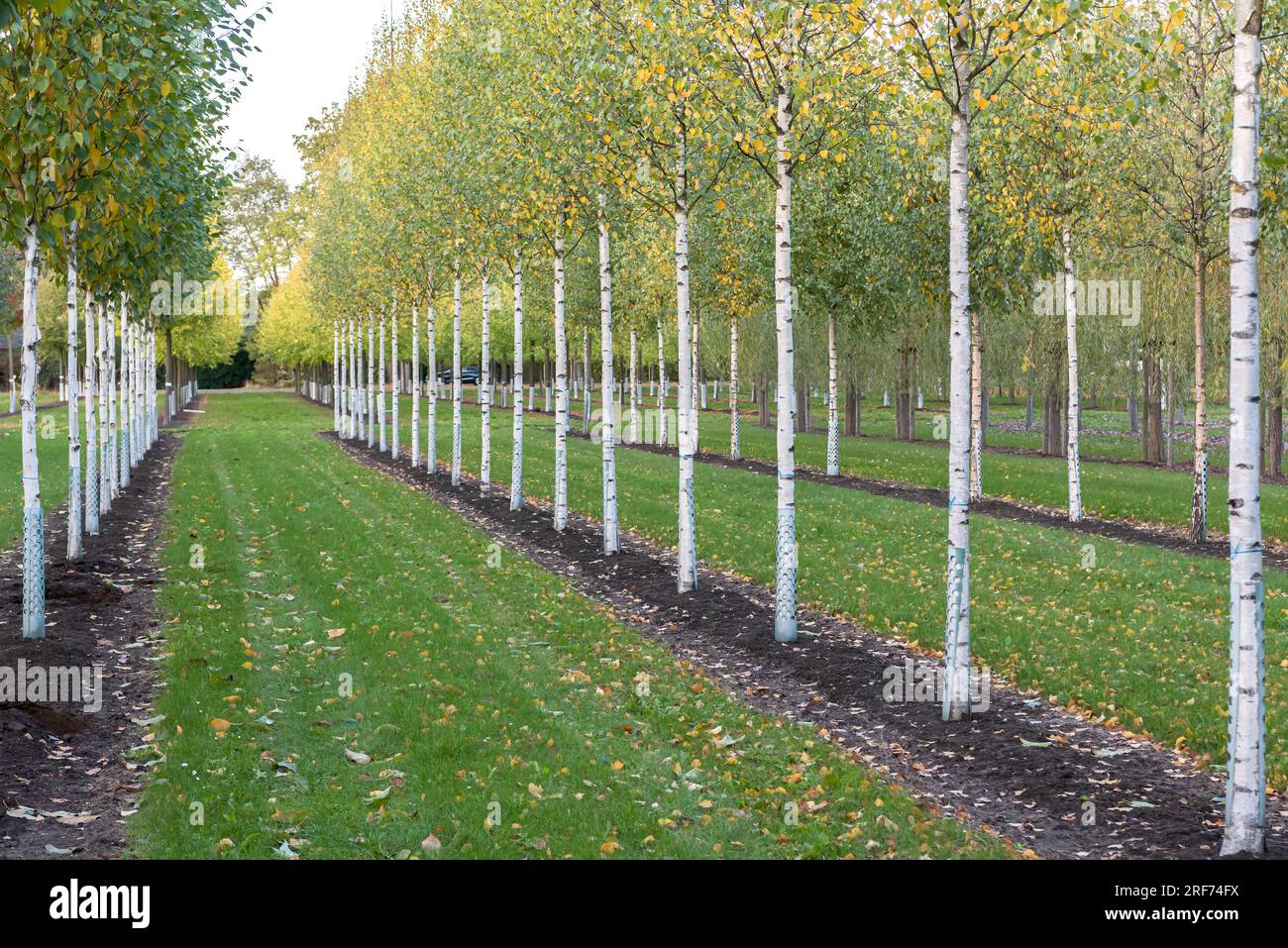 Zwitsers hi-res stock photography and images - Alamy