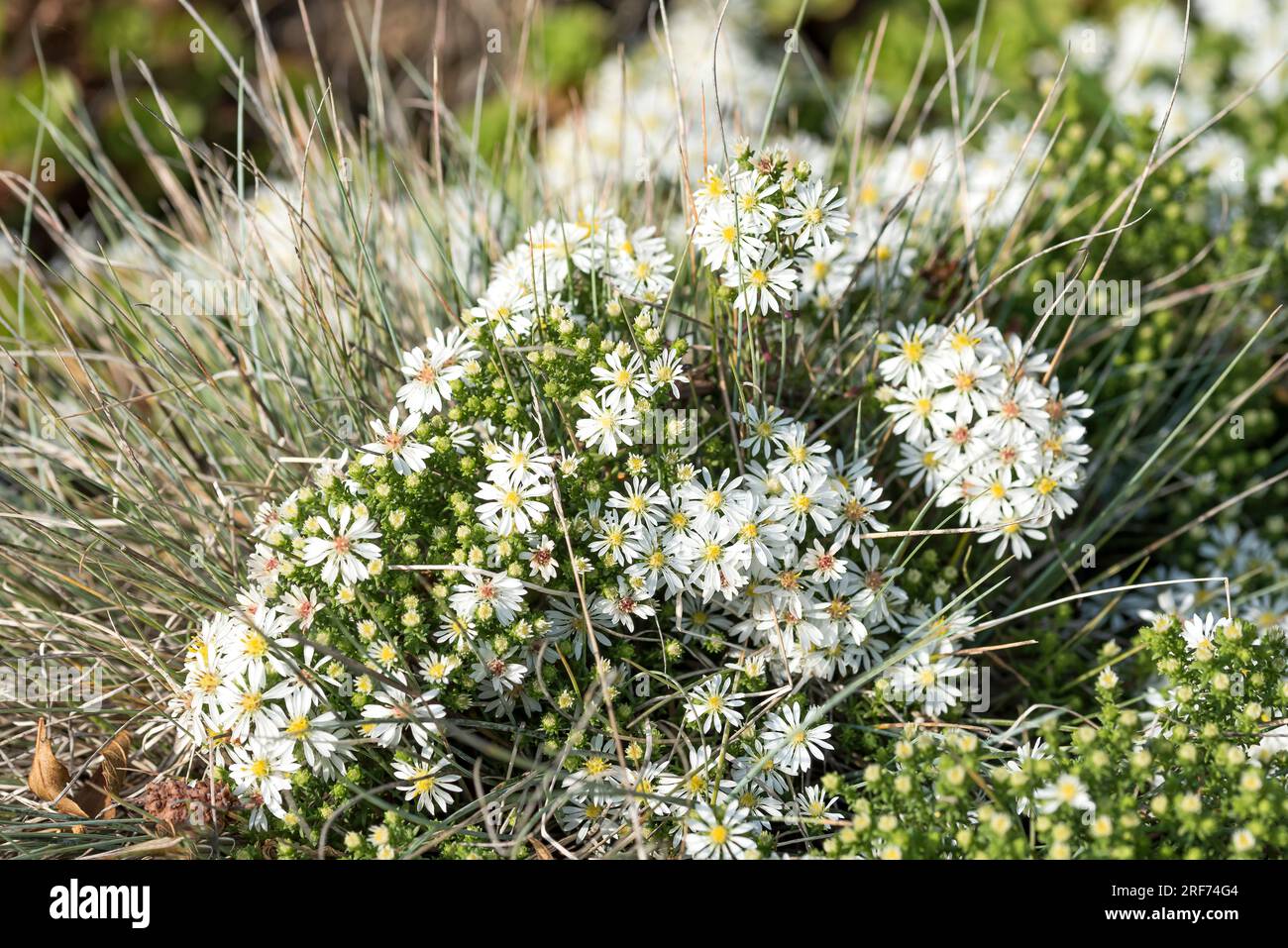 Teppich-Aster (Aster ericoides 'Snowflurry' Stock Photo - Alamy