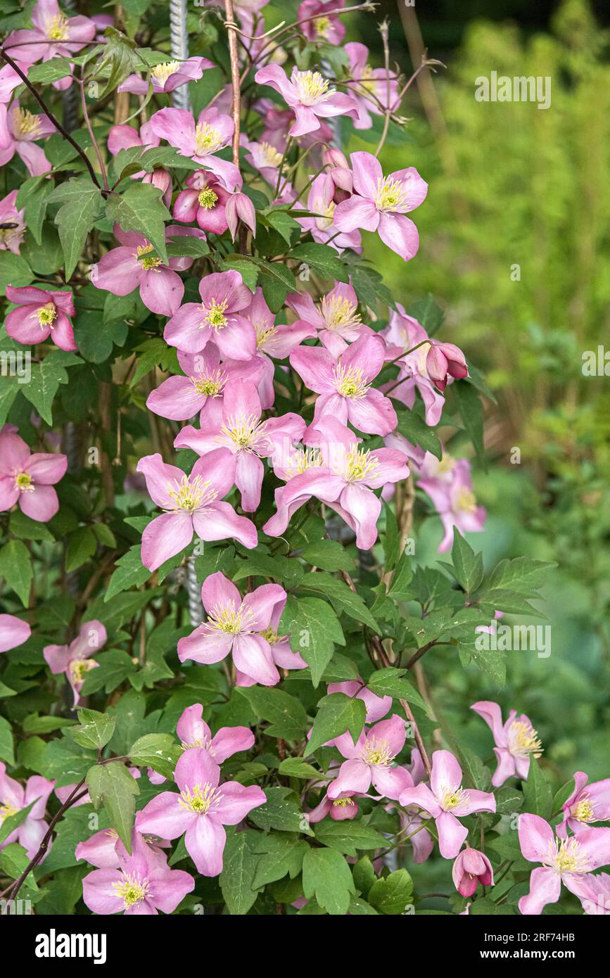 Clematis montana group hi-res stock photography and images - Alamy