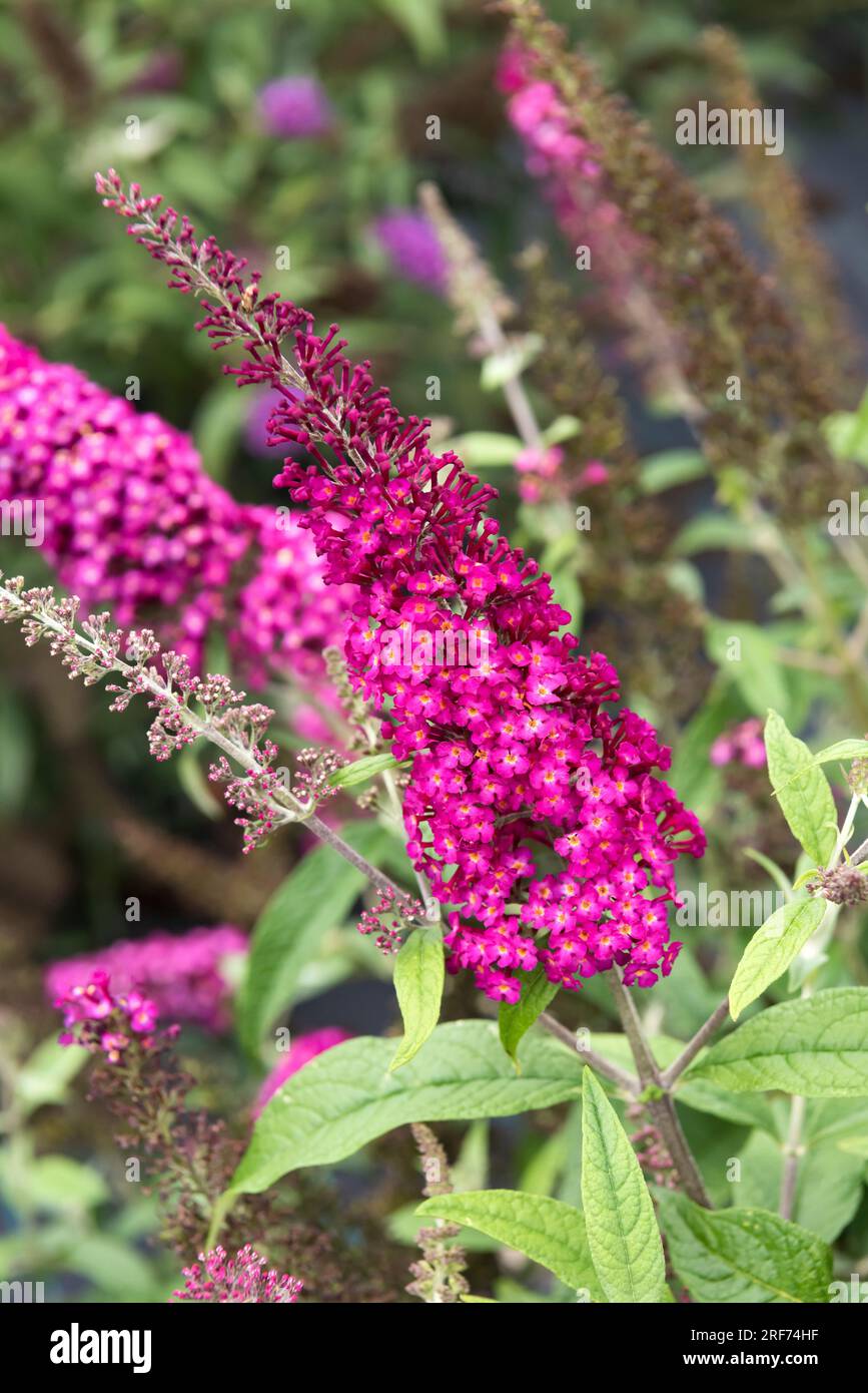 Buzz hot raspberry hi-res stock photography and images - Alamy