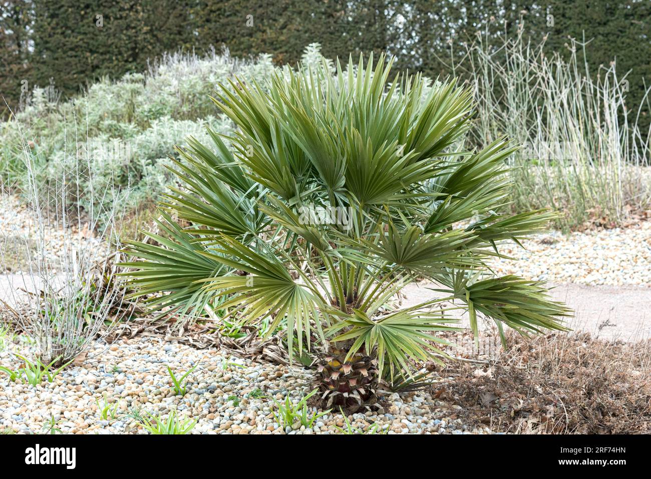 Zwerg-Palme (Chamaerops humilis Stock Photo - Alamy