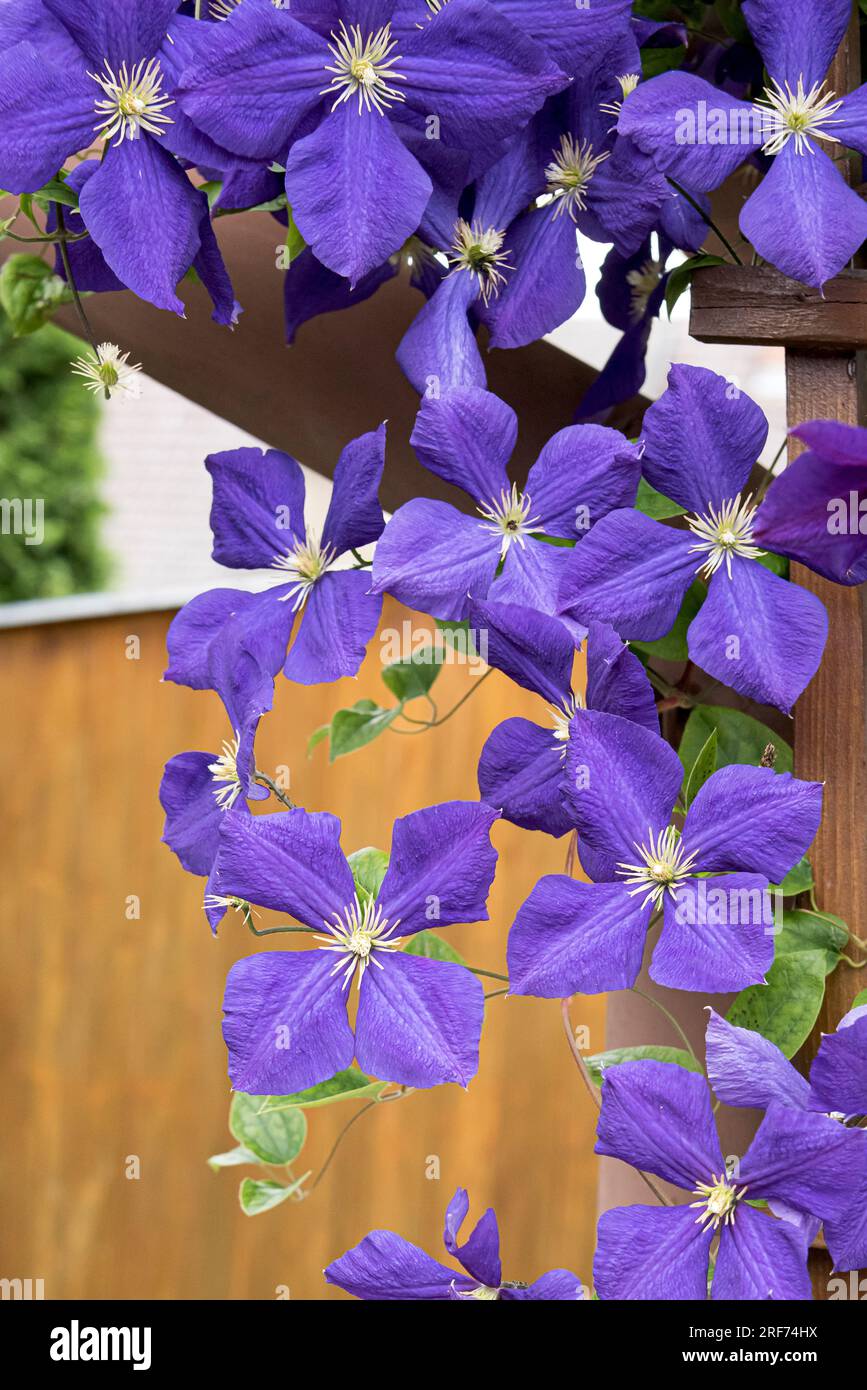 Late clematis jackmanii hi-res stock photography and images - Alamy
