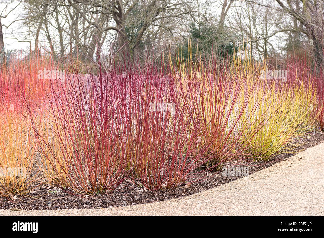 Winter-Garten in Wisley, Tatarischer Hartriegel (Cornus alba 'Sibirica Ruby'), (Cornus sanguinea ...