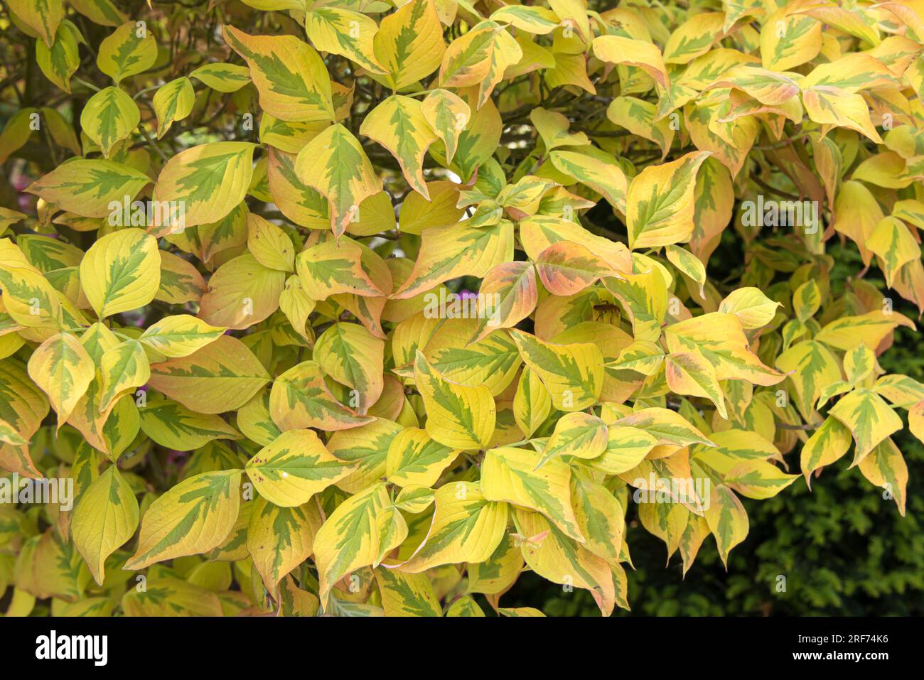 Cornus florida cherokee sunset hi-res stock photography and images - Alamy