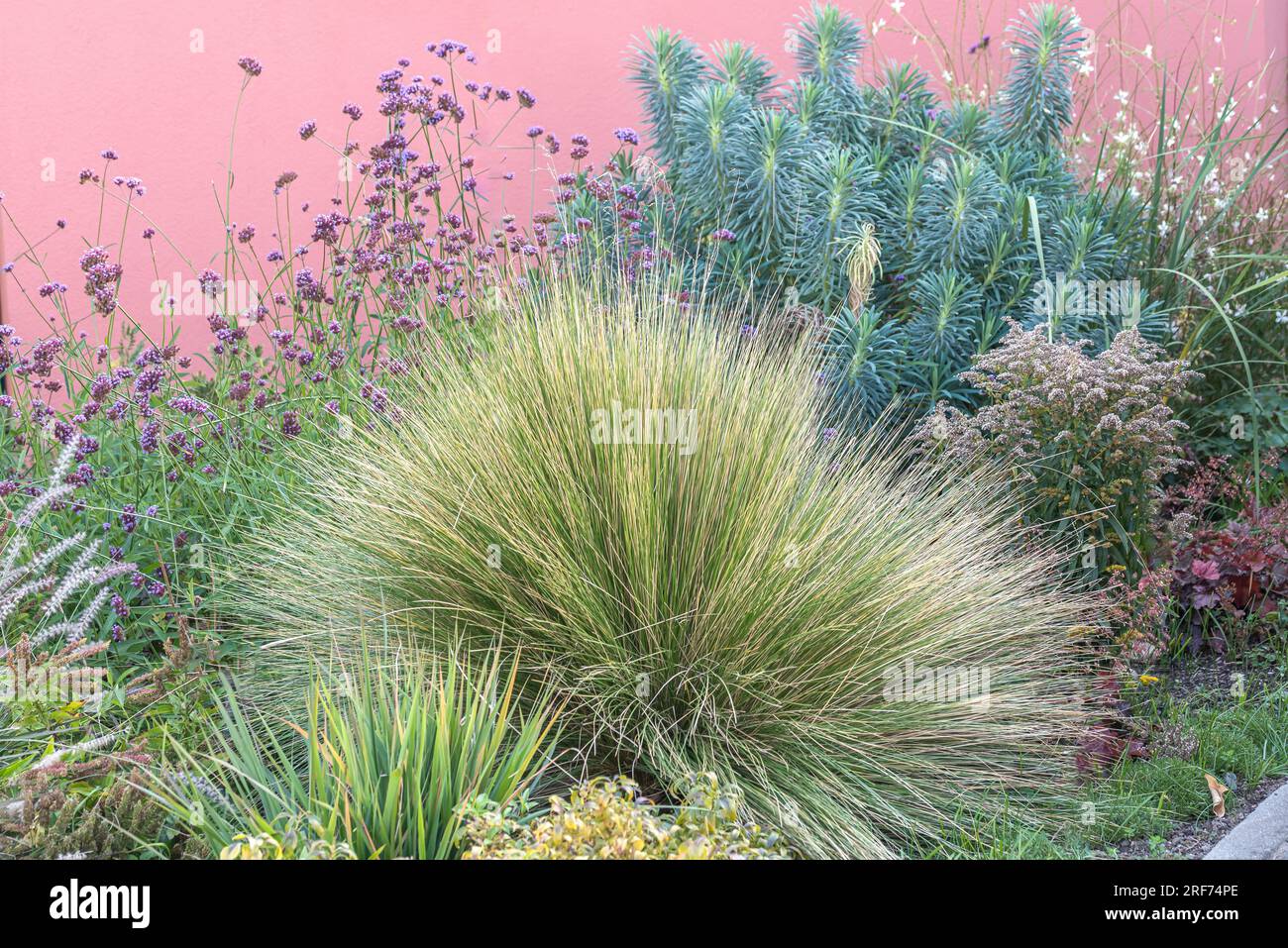 Atlas-Schwingel (Festuca mairei Stock Photo - Alamy