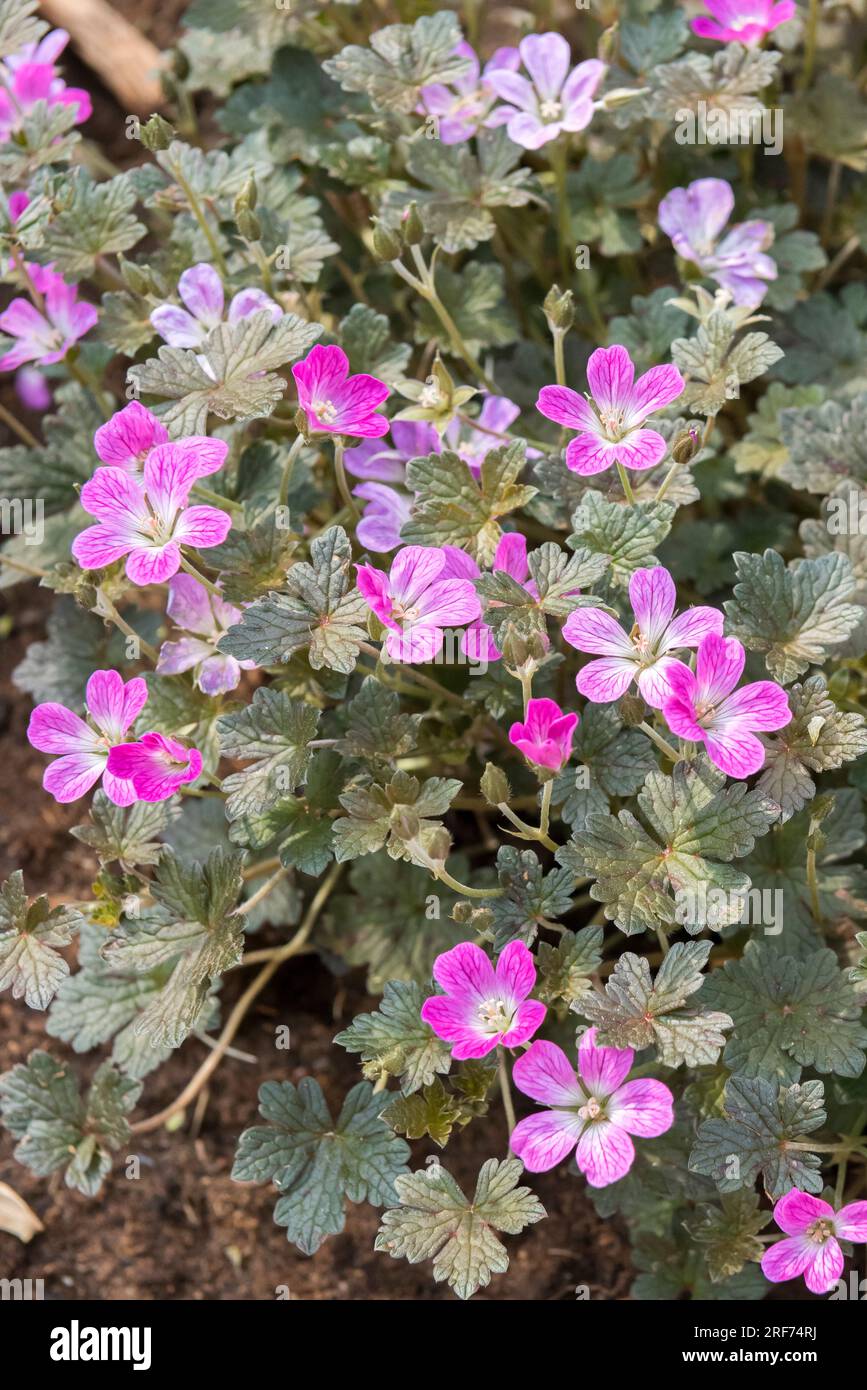 Storchschnabel (Geranium ORKNEY CHERRY Stock Photo - Alamy