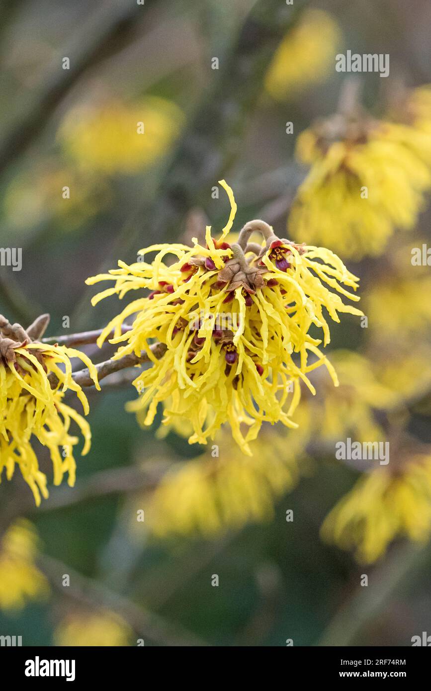 Hybrid-Zaubernuss (Hamamelis × intermedia 'Pallida' Stock Photo - Alamy