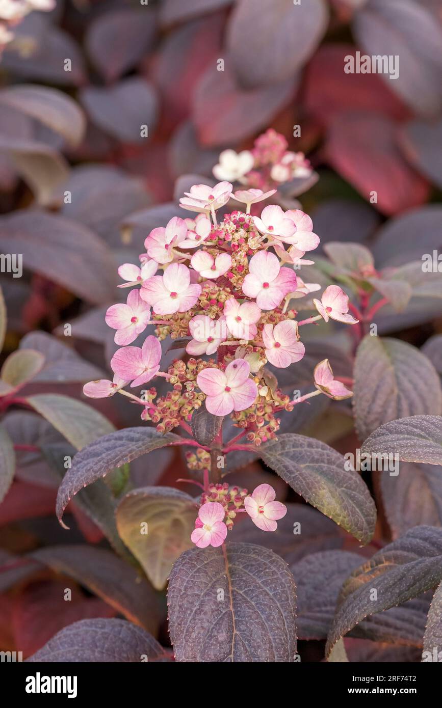 Rispen-Hortensie (Hydrangea paniculata LITTLE QUICK FIRE Stock Photo ...