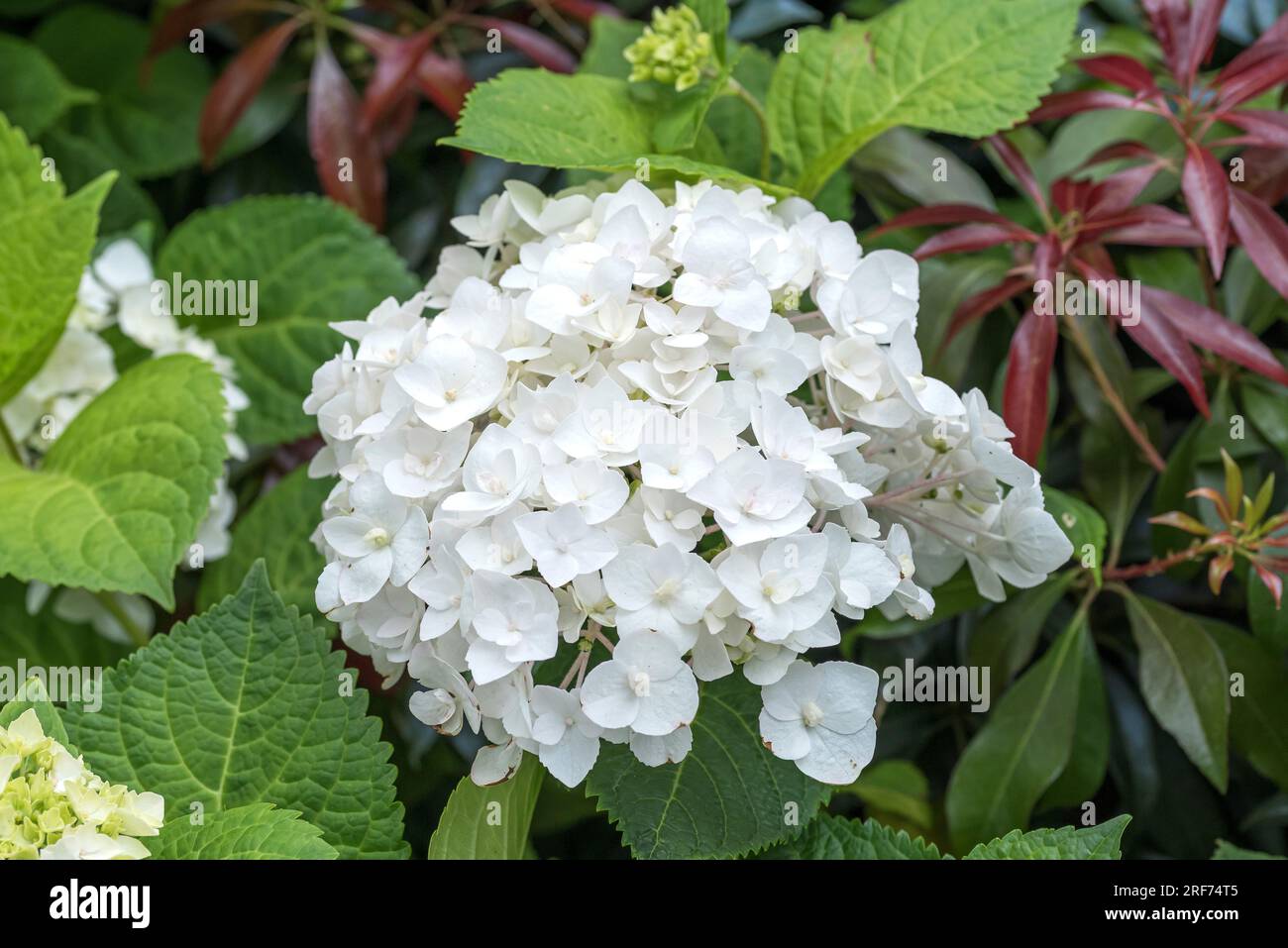 Hydrangea macrophylla the bride hi-res stock photography and images - Alamy