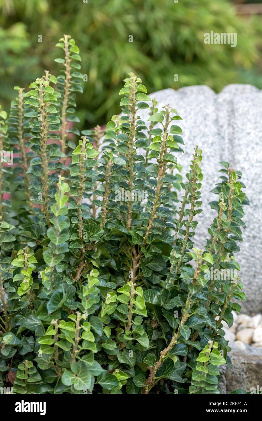 Hedera helix minima hi-res stock photography and images - Alamy
