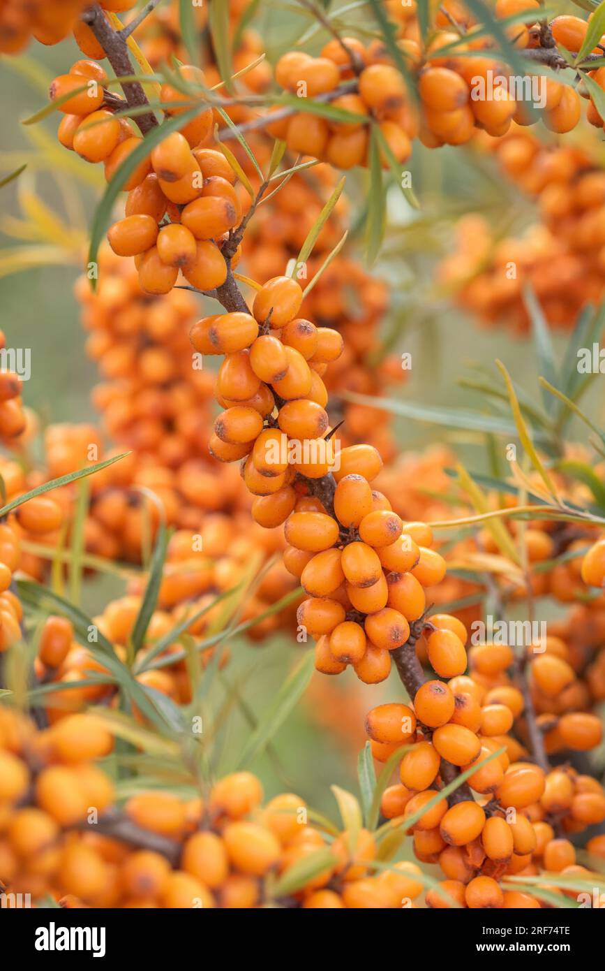 Sanddorn (Hippophae rhamnoides 'Leikora' Stock Photo - Alamy