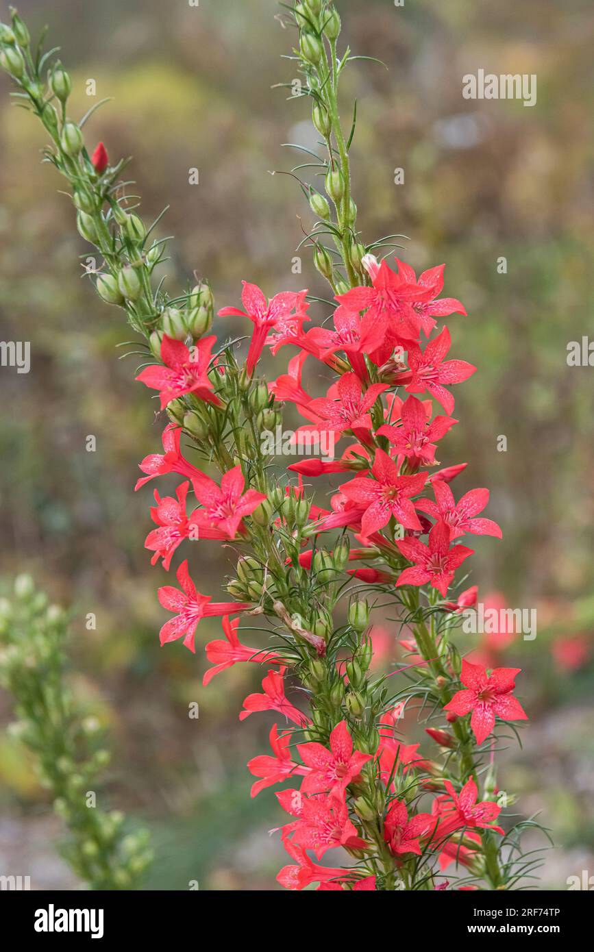 Ipomopsis rubra hi-res stock photography and images - Alamy