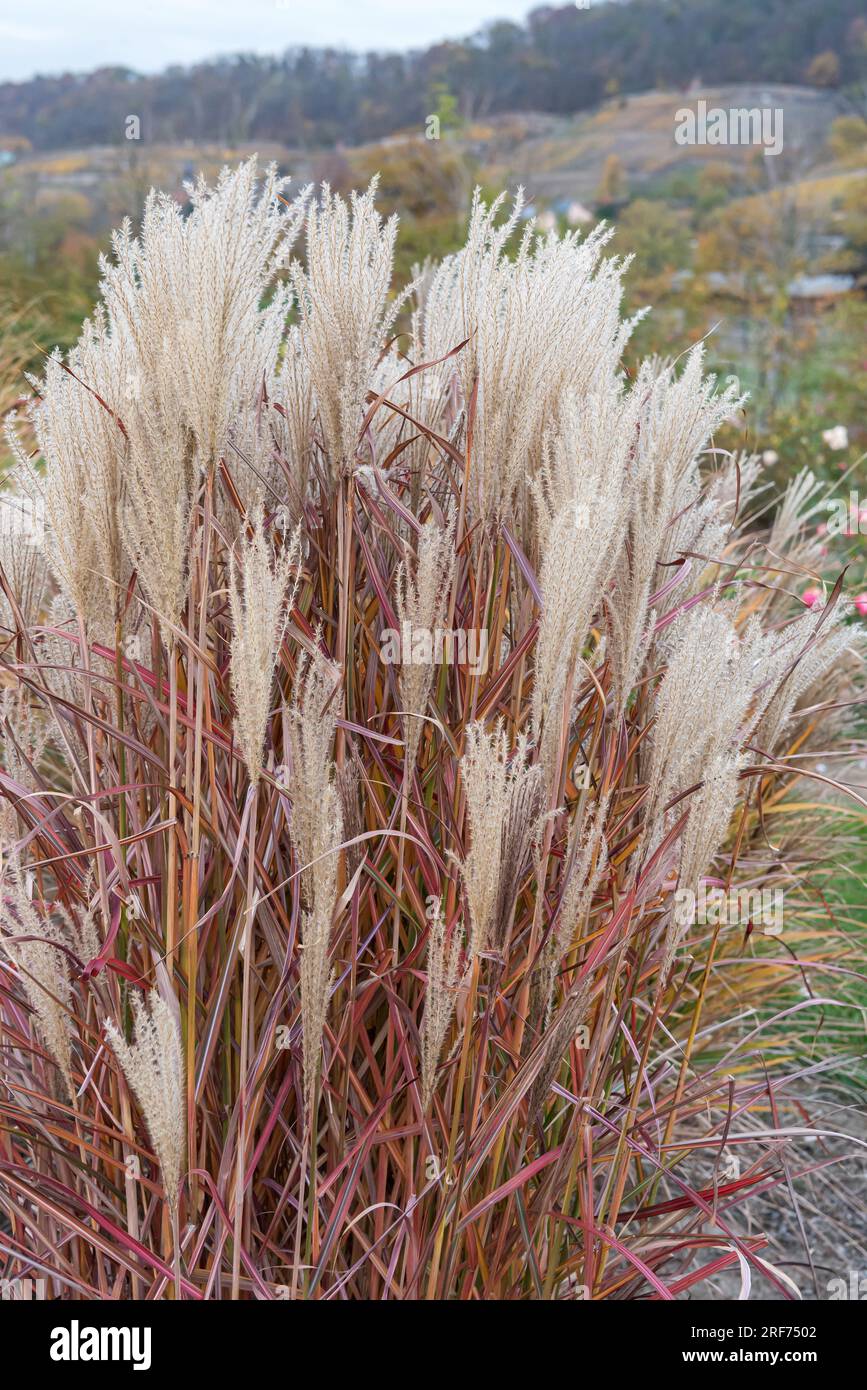 Chinaschilf (Miscanthus sinensis 'Roter Pfeil' Stock Photo - Alamy