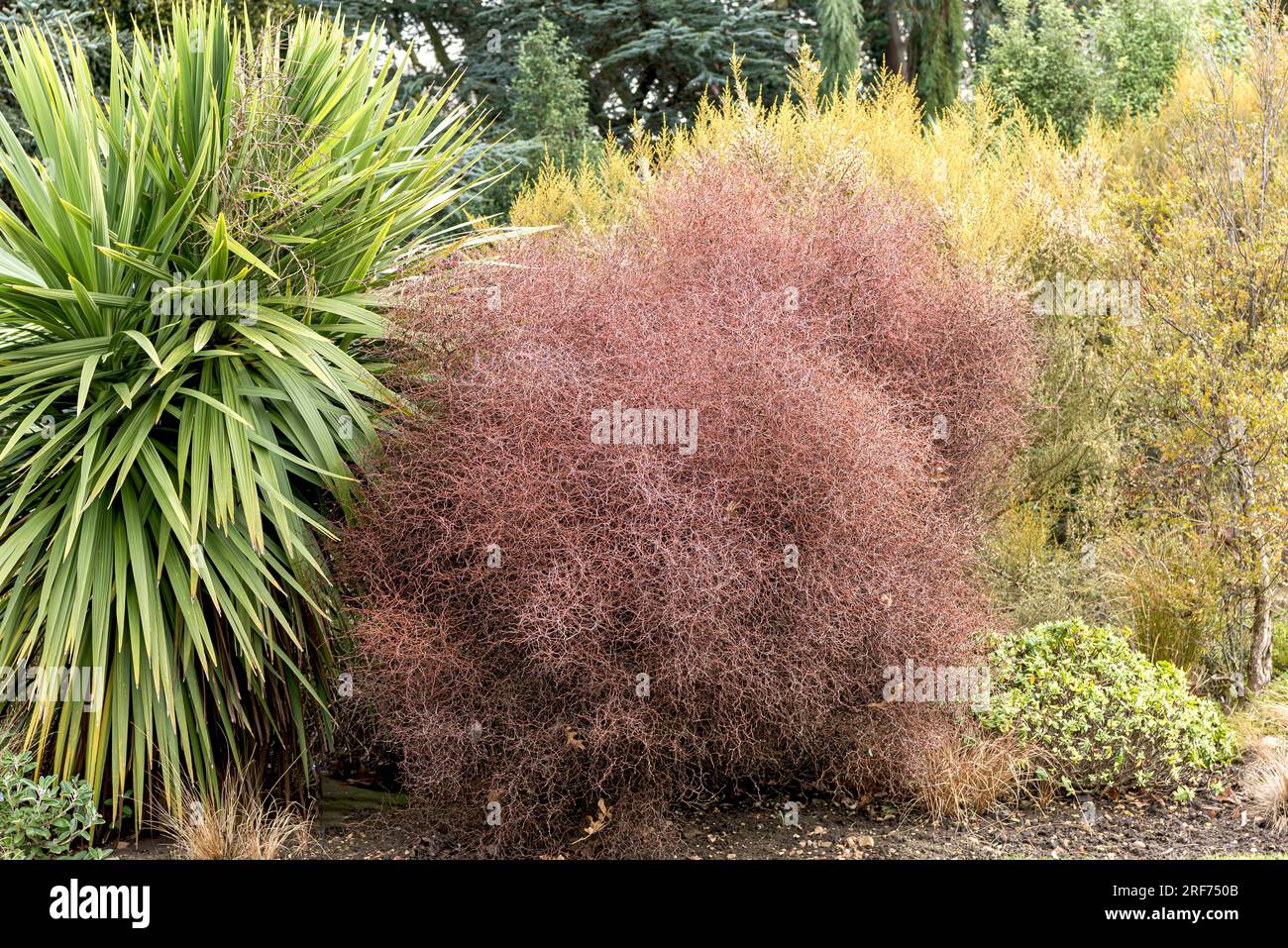 Tororaro strauch hi-res stock photography and images - Alamy