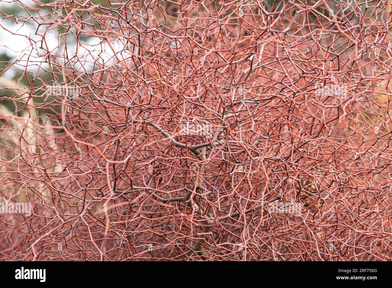 Muehlenbeckia astonii hi-res stock photography and images - Alamy