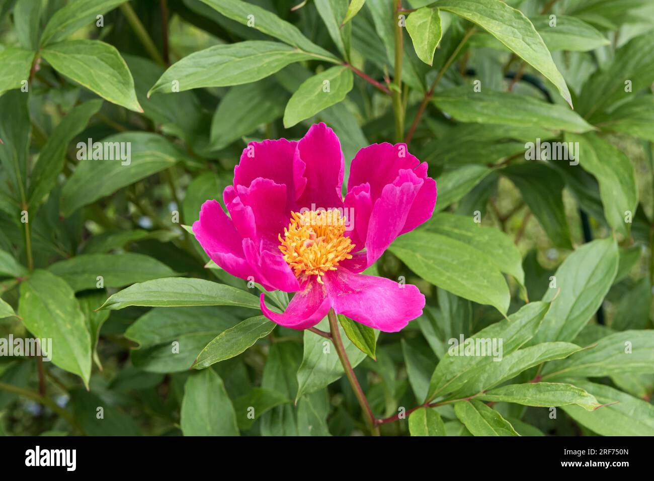 Pfingstrose (Paeonia 'Medicineman' Stock Photo - Alamy