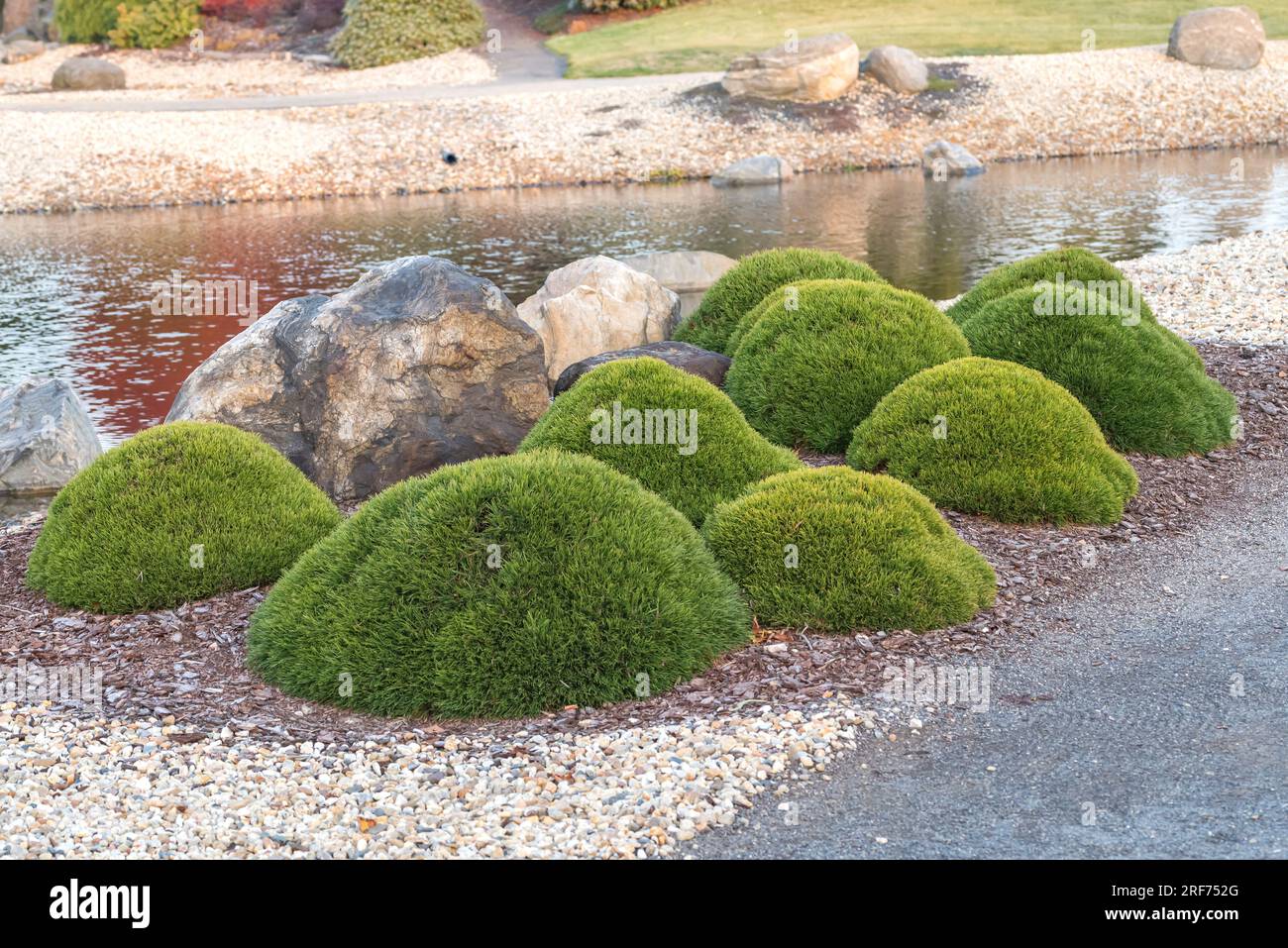 Krummholz-Kiefer (Pinus mugo var. pumilio Stock Photo - Alamy