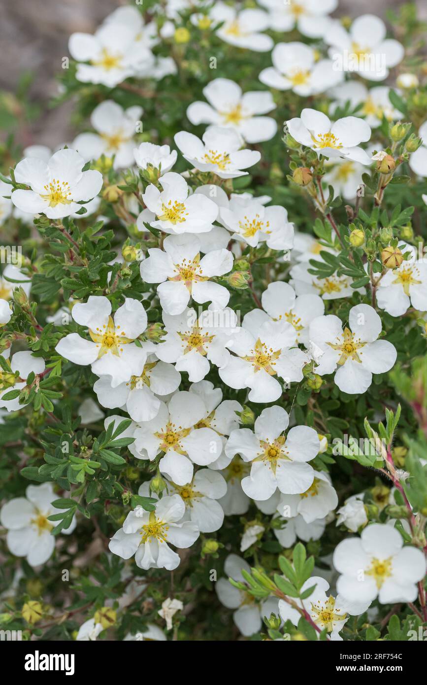 Fingerstrauch (Potentilla fruticosa 'Abbotswood' Stock Photo - Alamy