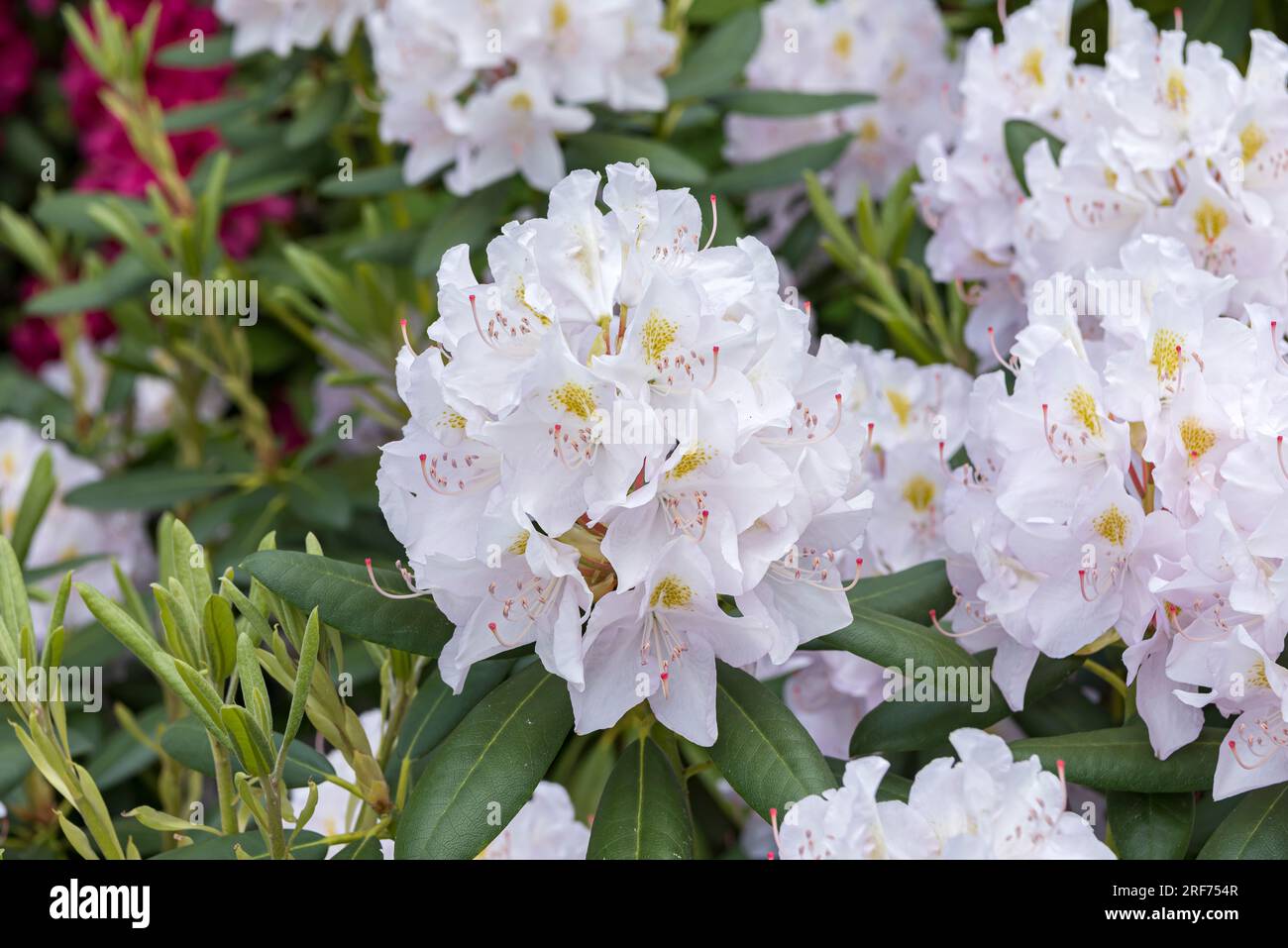 Album novum hi-res stock photography and images - Alamy