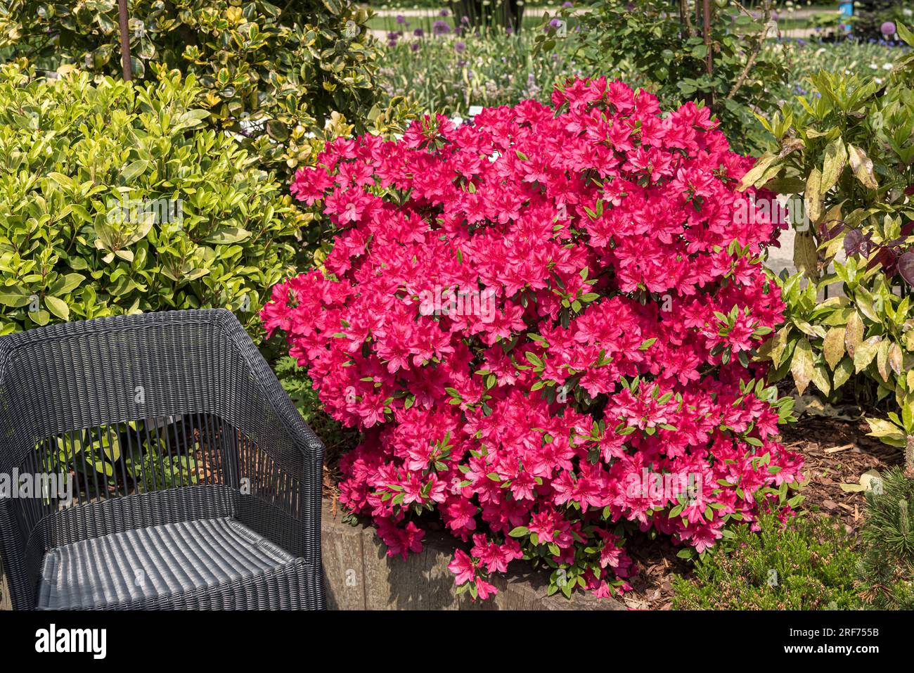 Rhododendron canzonetta hi-res stock photography and images - Alamy