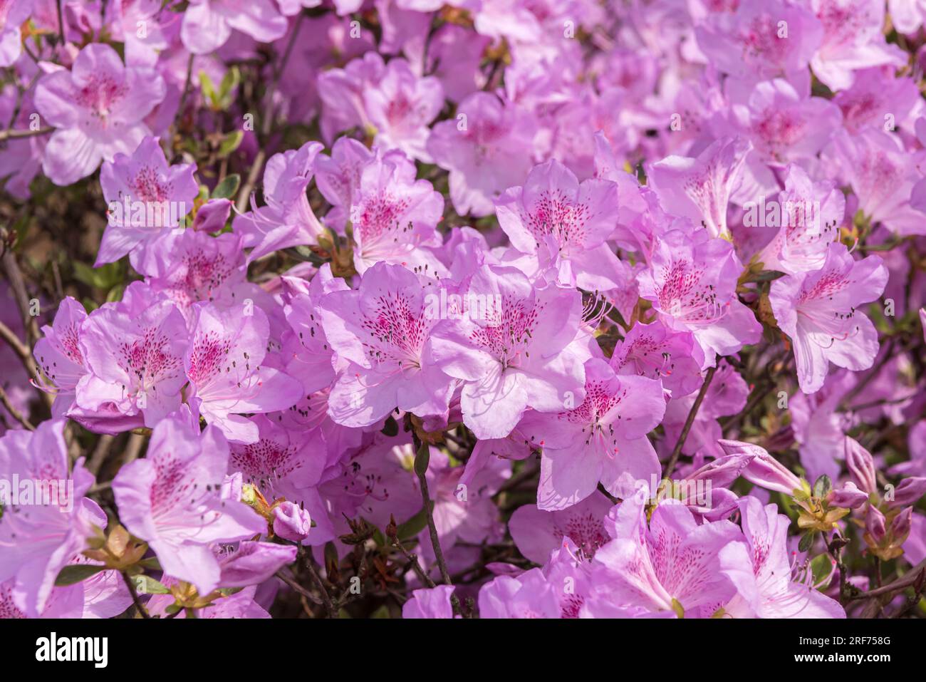 Ledikanense hi-res stock photography and images - Alamy