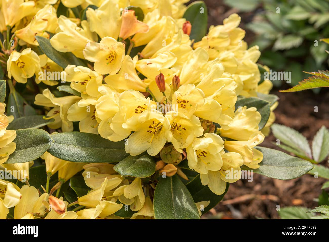 Moon fire hi-res stock photography and images - Alamy