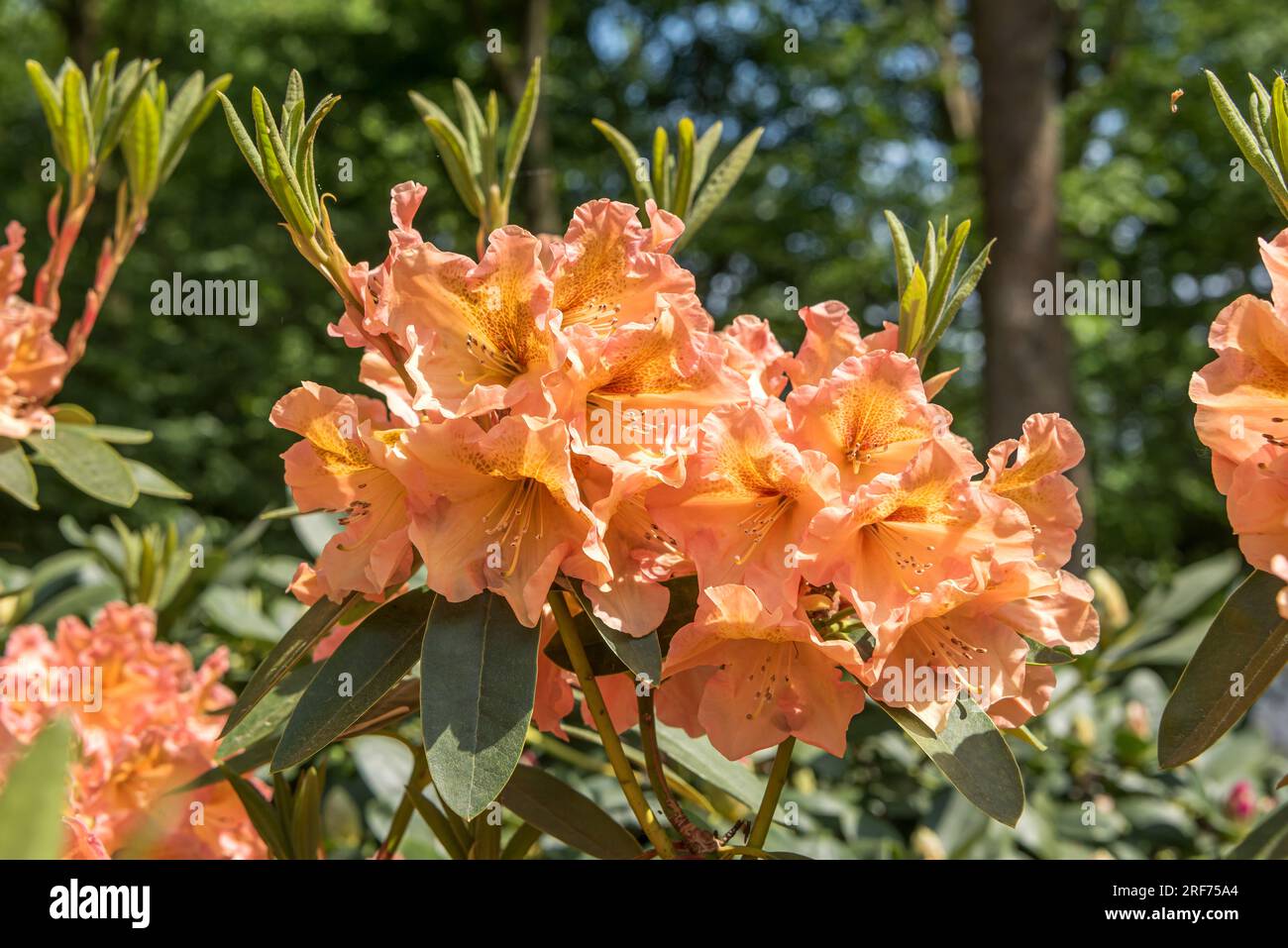 Rhododendron (Rhododendron 'Olga' Stock Photo - Alamy