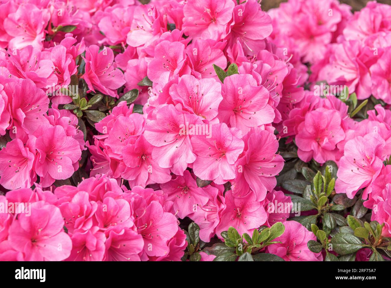 Pinky jane hi-res stock photography and images - Alamy