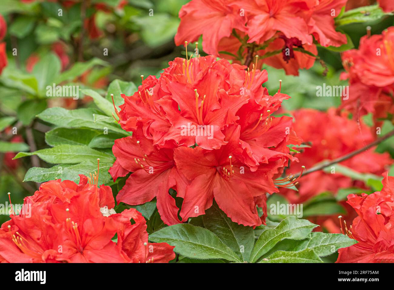 Sommergrune azalee hi-res stock photography and images - Alamy