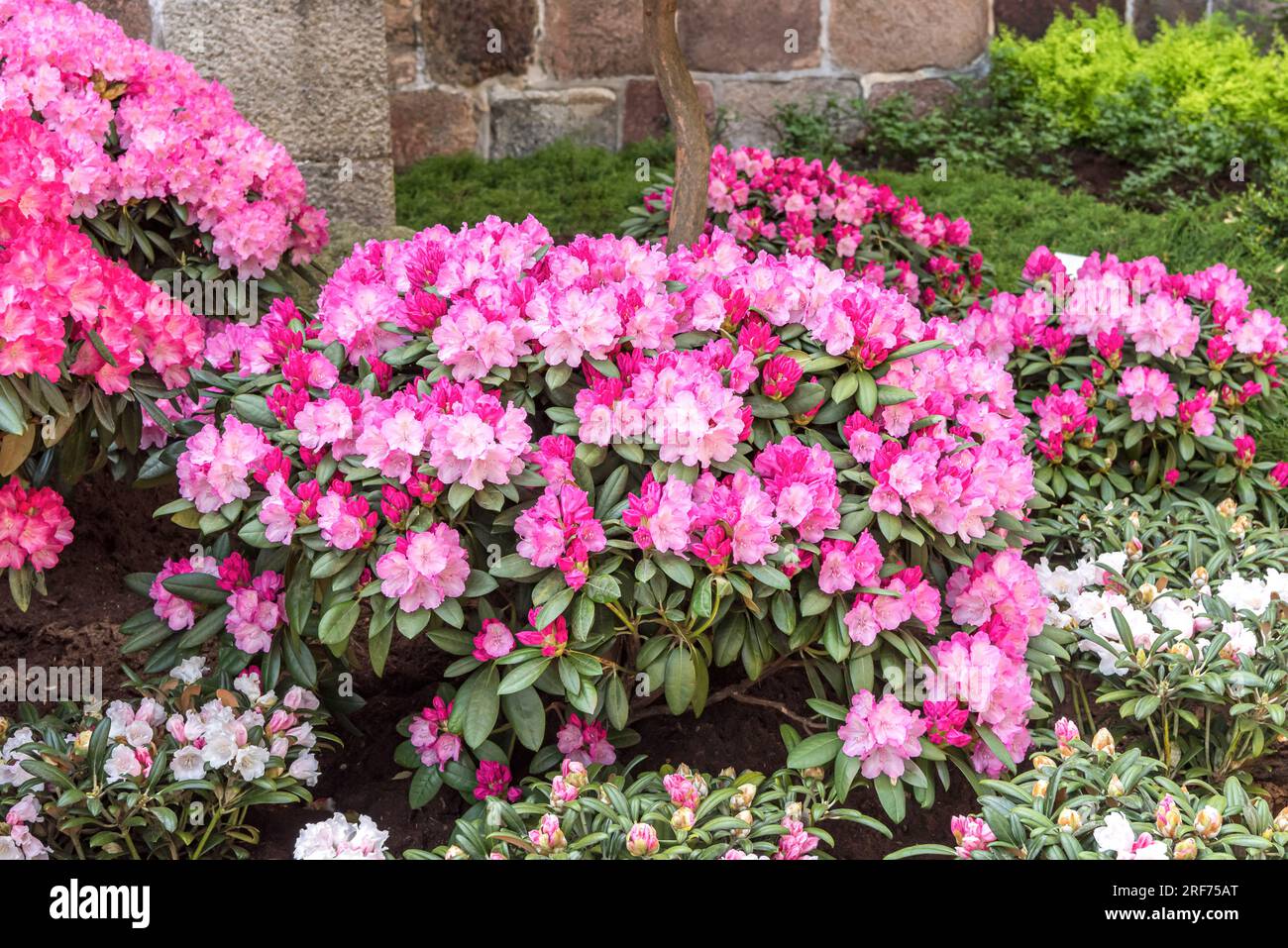Yakushima-Rhododendron (Rhododendron 'Polaris' Stock Photo - Alamy