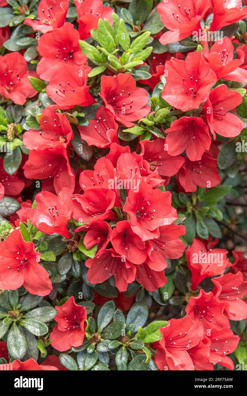Japanische Azalee (Rhododendron 'Sandy's Fire' Stock Photo - Alamy