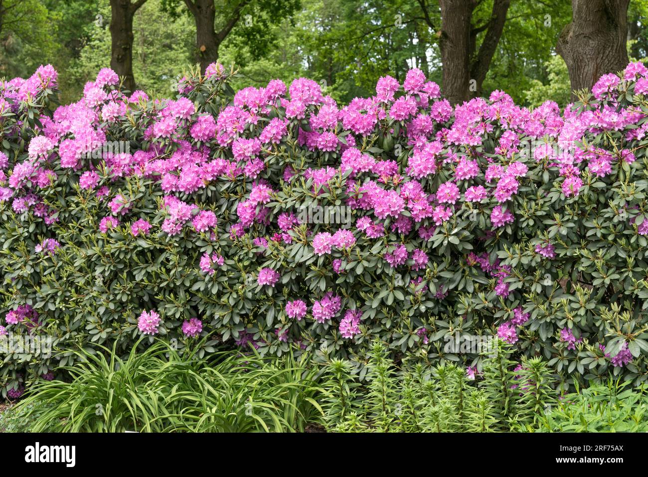 Rhododendron (Rhododendron 'Roseum Elegans' Stock Photo - Alamy
