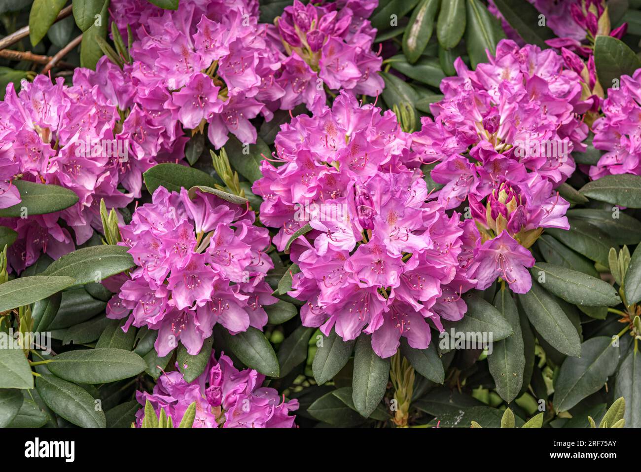 Rhododendron (Rhododendron 'Roseum Elegans' Stock Photo - Alamy