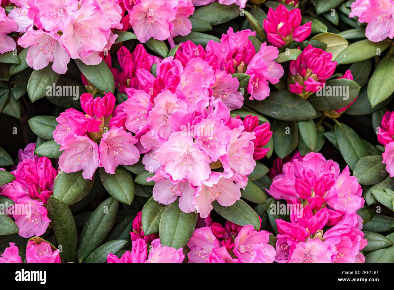 Yakushima-Rhododendron (Rhododendron 'Polaris' Stock Photo - Alamy
