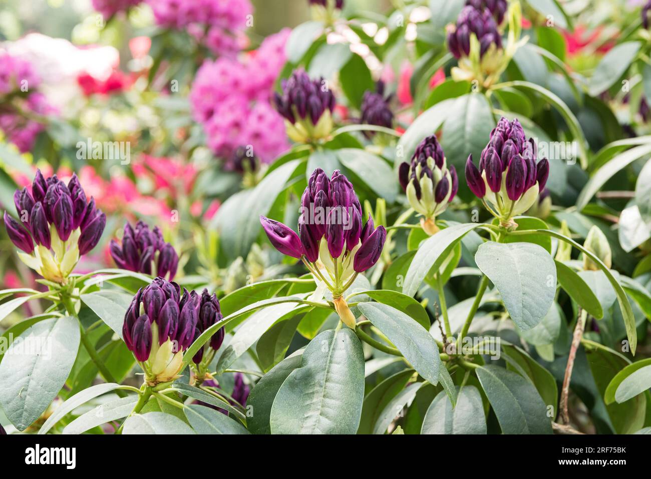 Rhododendron (Rhododendron 'Purpureum Elegans' Stock Photo - Alamy