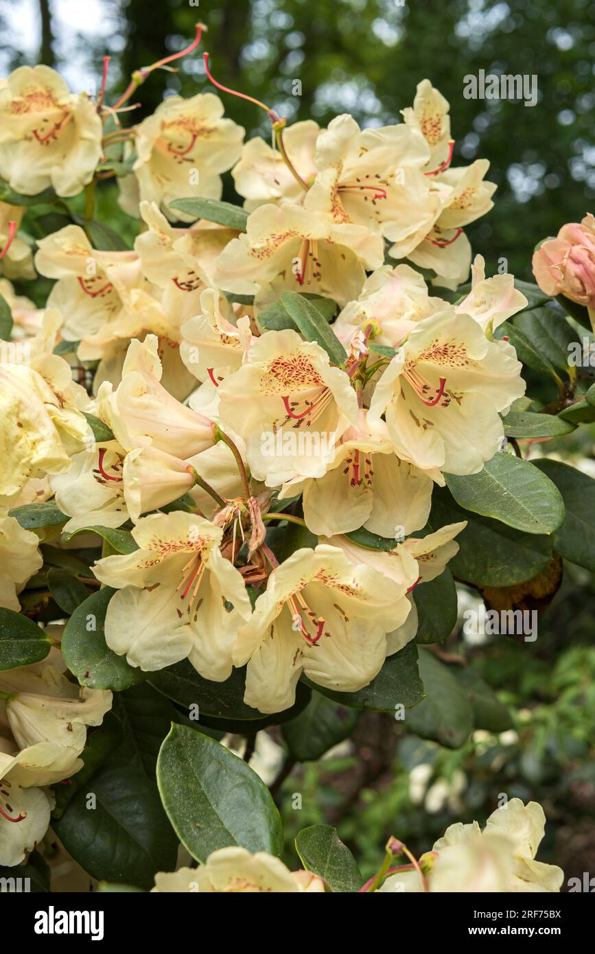 Rhododendron-Hybride (Rhododendron 'Viscy' Stock Photo - Alamy