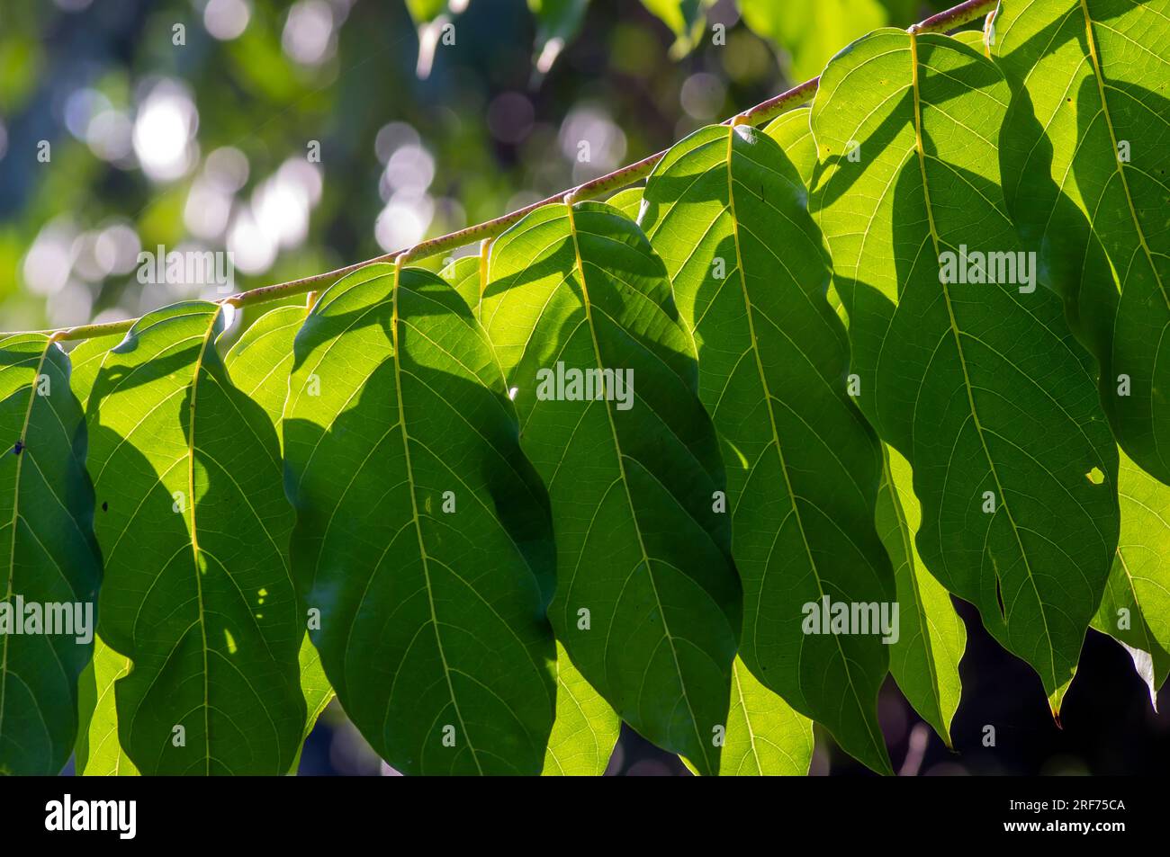 Ylang-ylang flower, Kenanga, Cananga odorata leaves, backlight shot ...